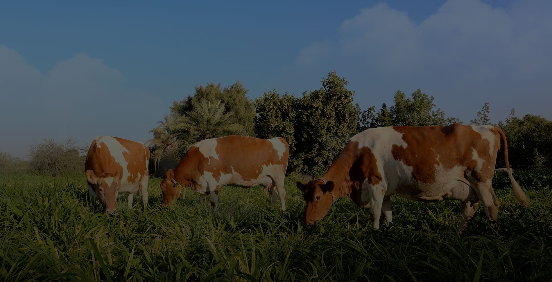 Guernsey A2 – Guernsey Dairy