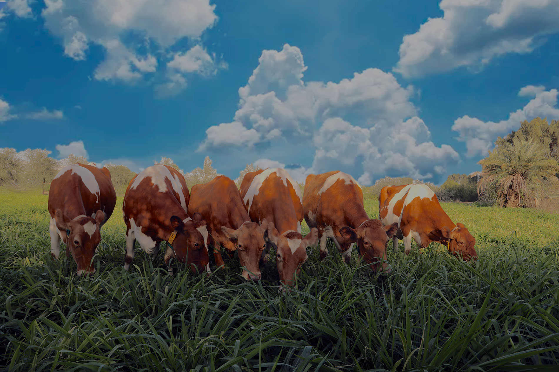 our-farm – Guernsey Dairy