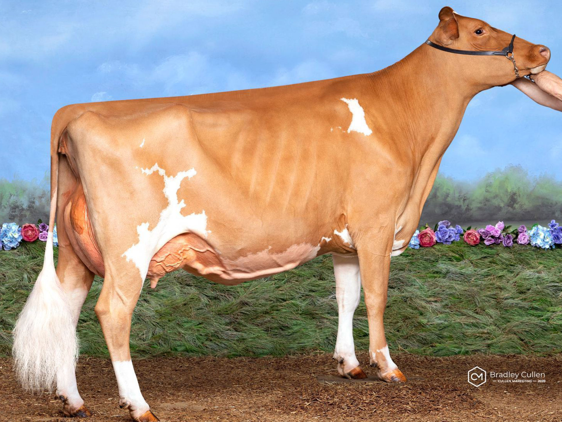 OUR FARM – Guernsey Dairy